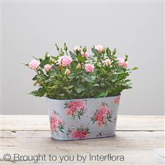 Longmans Florist Clerkenwell Order Online or 0207 248 2828